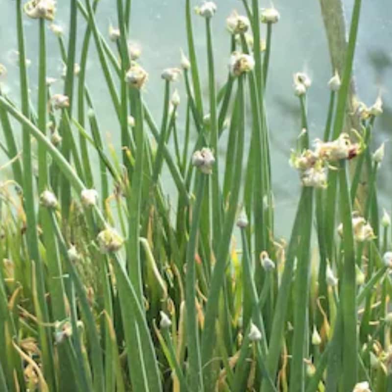 Egyptian Onions Seeds - Etsy