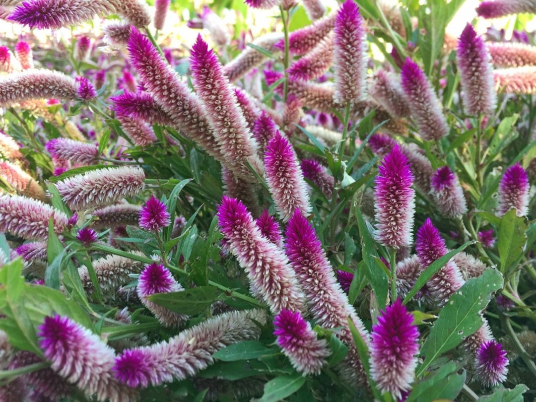 40 Seeds Lagos Spinach - Celosia Argentea - Etsy