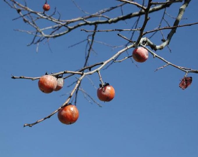 20 Native Florida Persimmon Seeds Diospyros Virginiana - Etsy