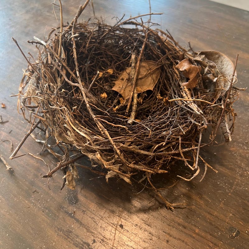 Real Birds Nest - Etsy