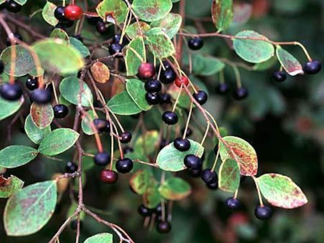 20 Sparkleberry Seeds - Florida Native Berry - Etsy