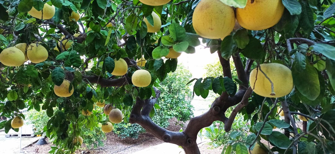 8 Pomelo Tree Seeds - Florida Citrus - Etsy