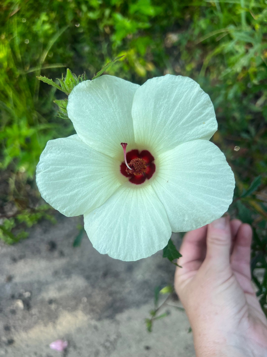 15 Seeds Florida Native Pineland Hibiscus - Hibiscus Aculeatus White - Etsy