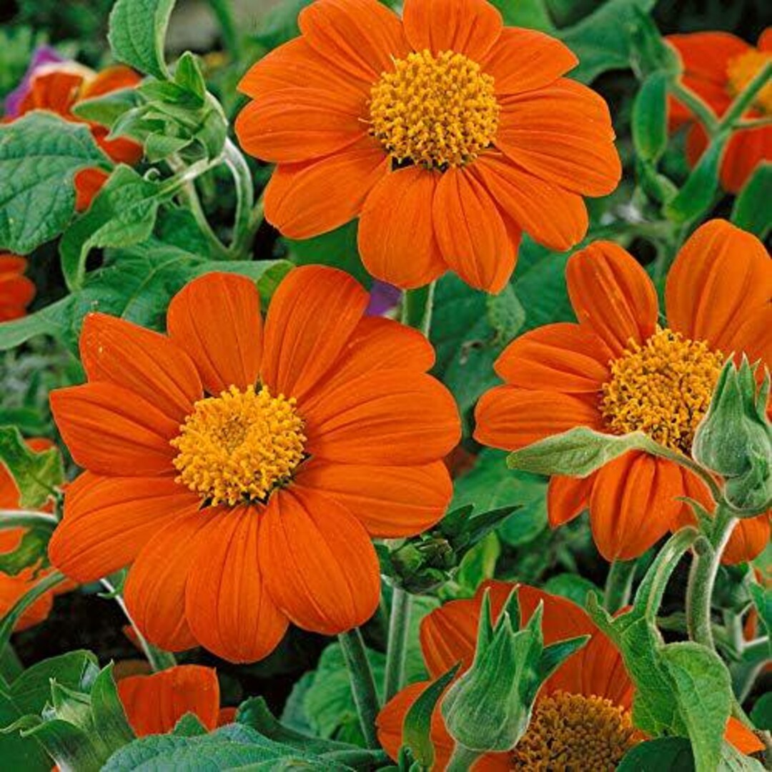 25 Seeds - Mexican Sunflower - Tithonia Rotundifolia - Etsy