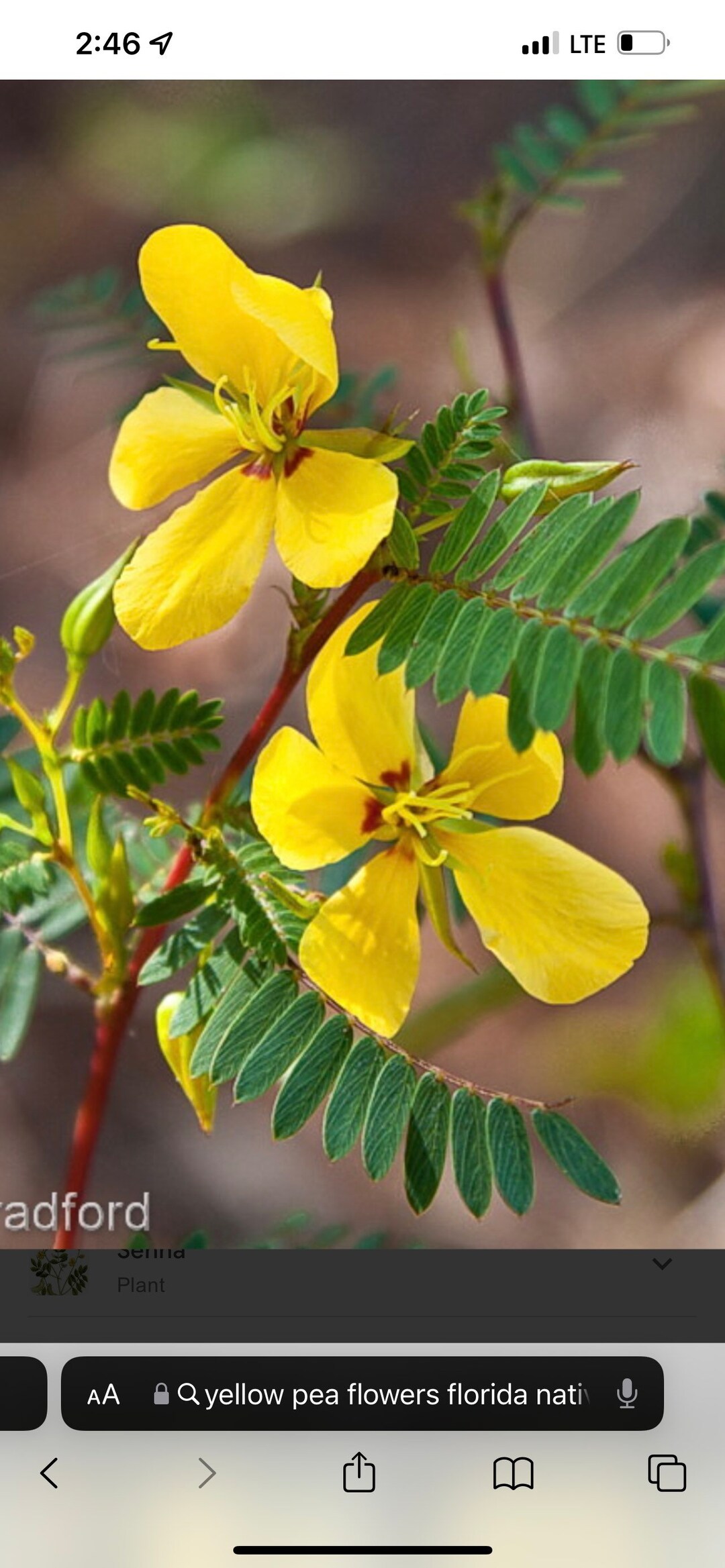 25 Seeds Partridge Pea Seeds Florida Native - Etsy