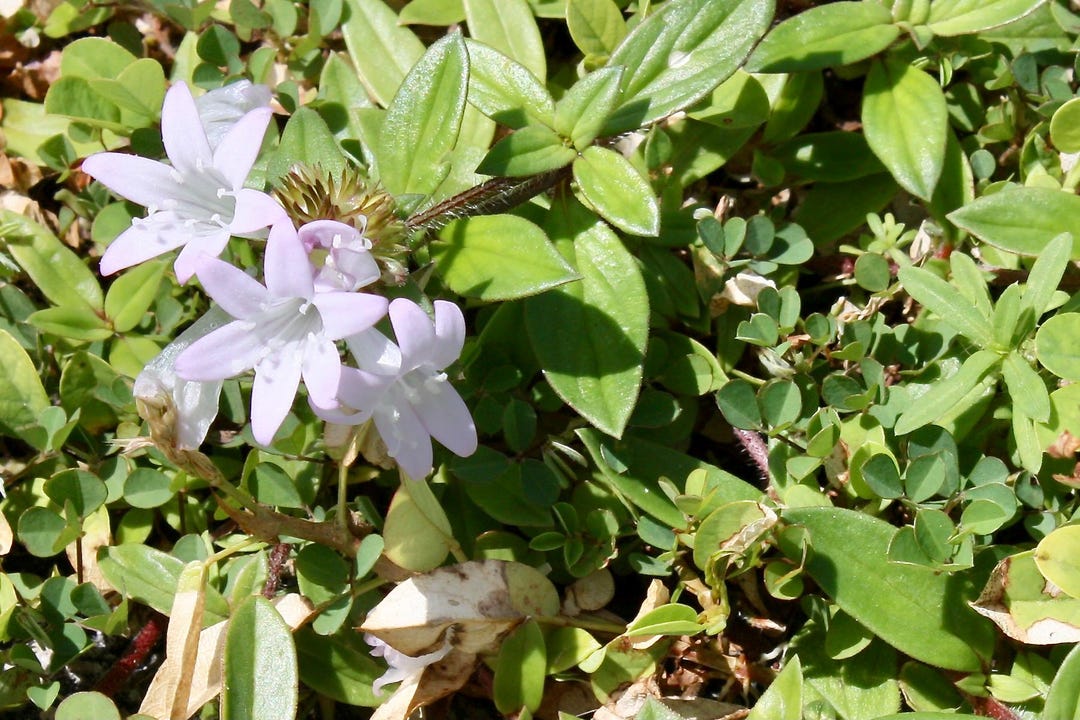 15 Seeds Florida Snow - Richardia Scabra - Florida Pulsey - Mexican ...