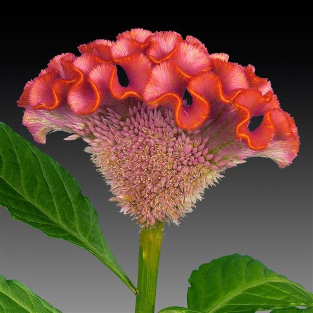 Cockscomb Celosia Seeds (salmon) - Etsy