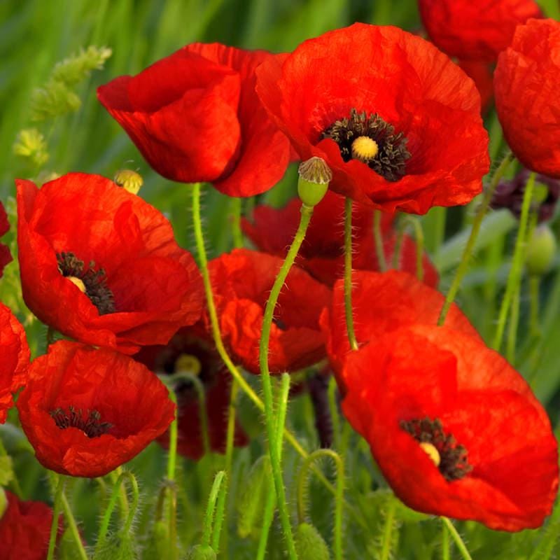 Flanders Poppy - Etsy