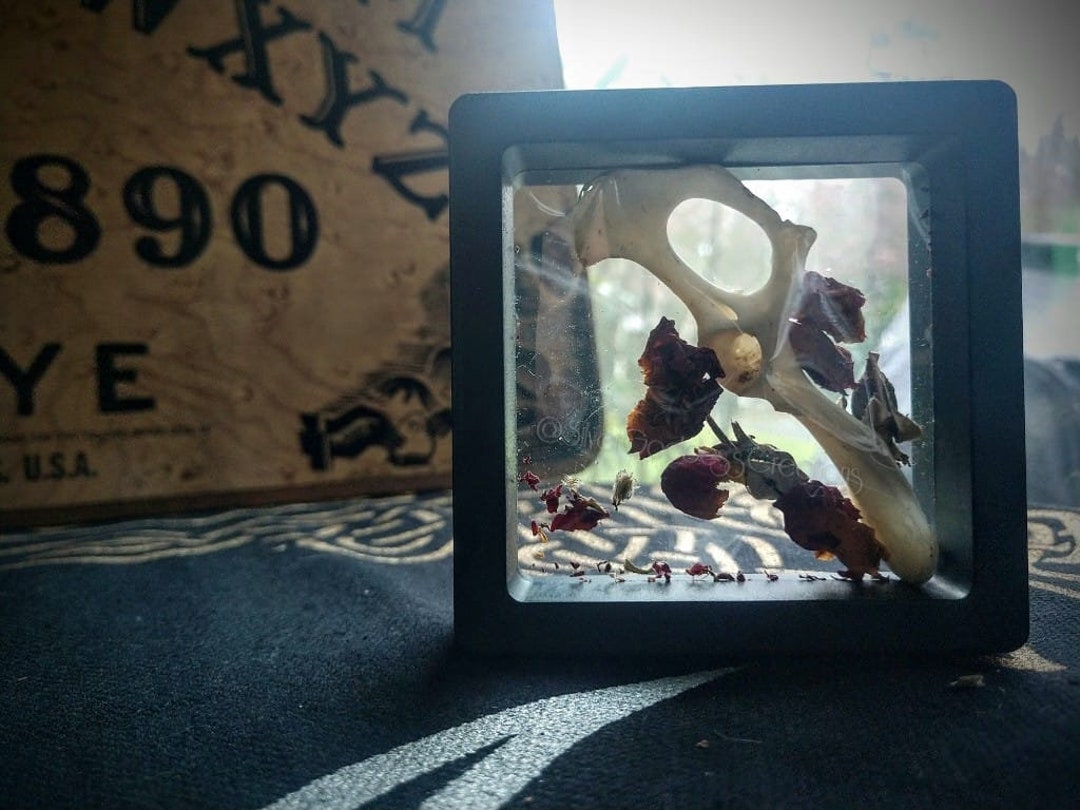 Rabbit Ilium Bone Display - Etsy