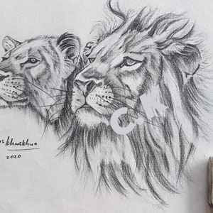 Lion Mating Pair Original Graphite Drawing 30cm X 42cm Signed by Artist ...