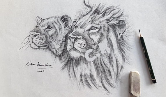 Lions Mating Drawing