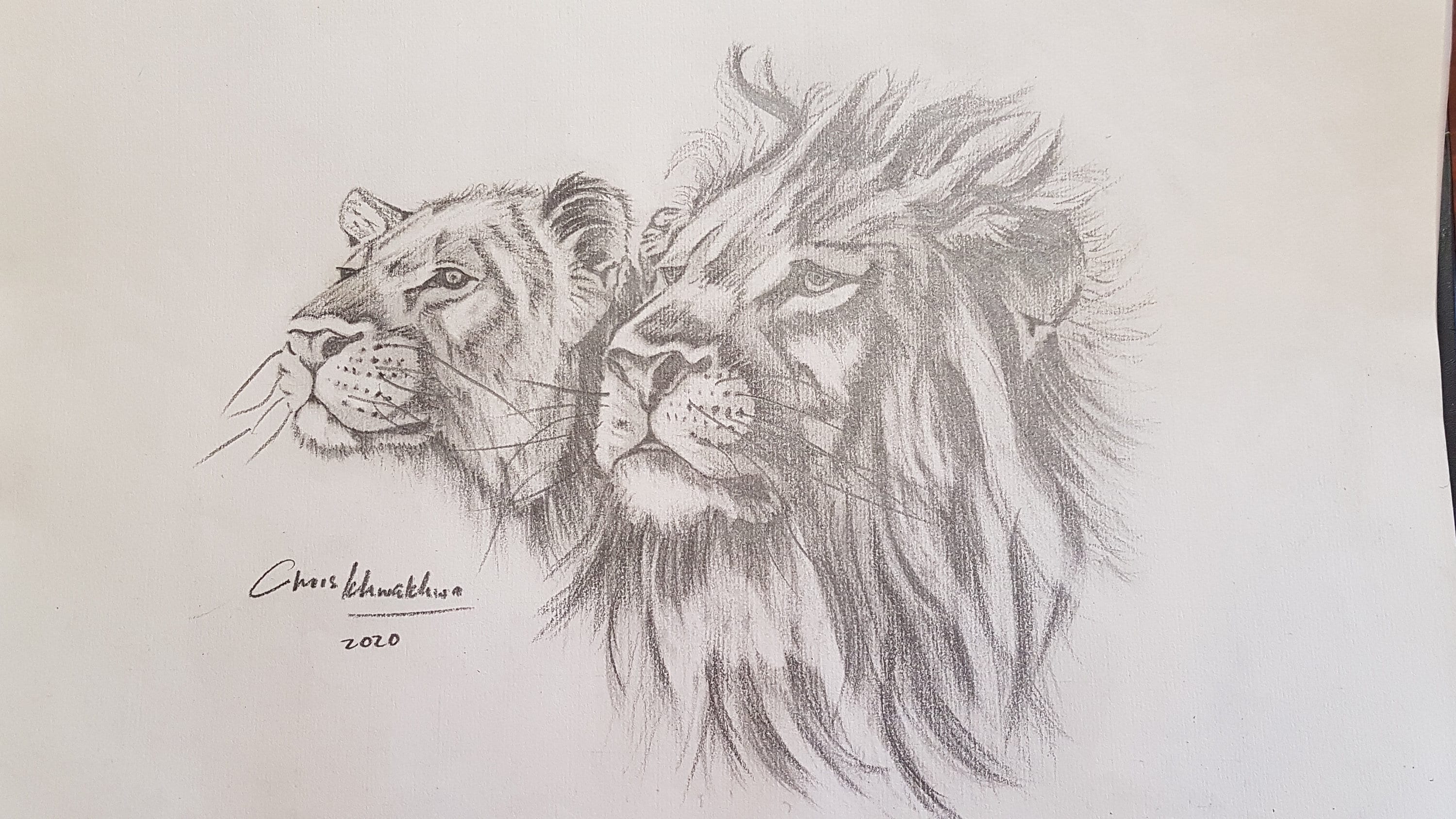 Lion Mating Pair Original Graphite Drawing 30cm X 42cm Signed - Etsy