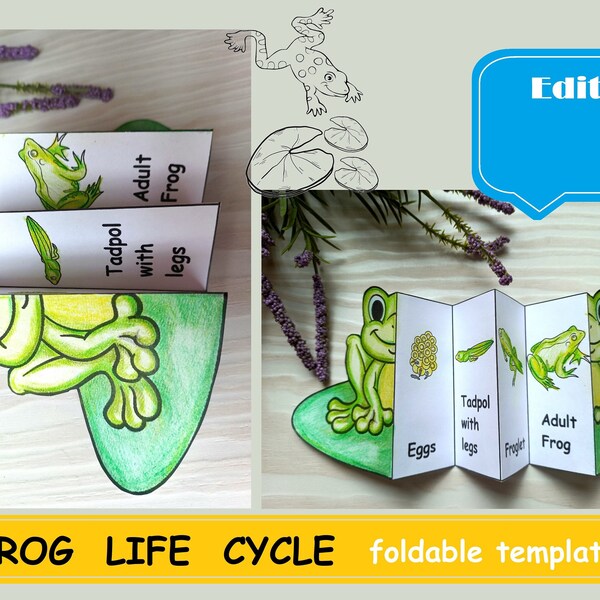 Frog Life Cycle - Etsy