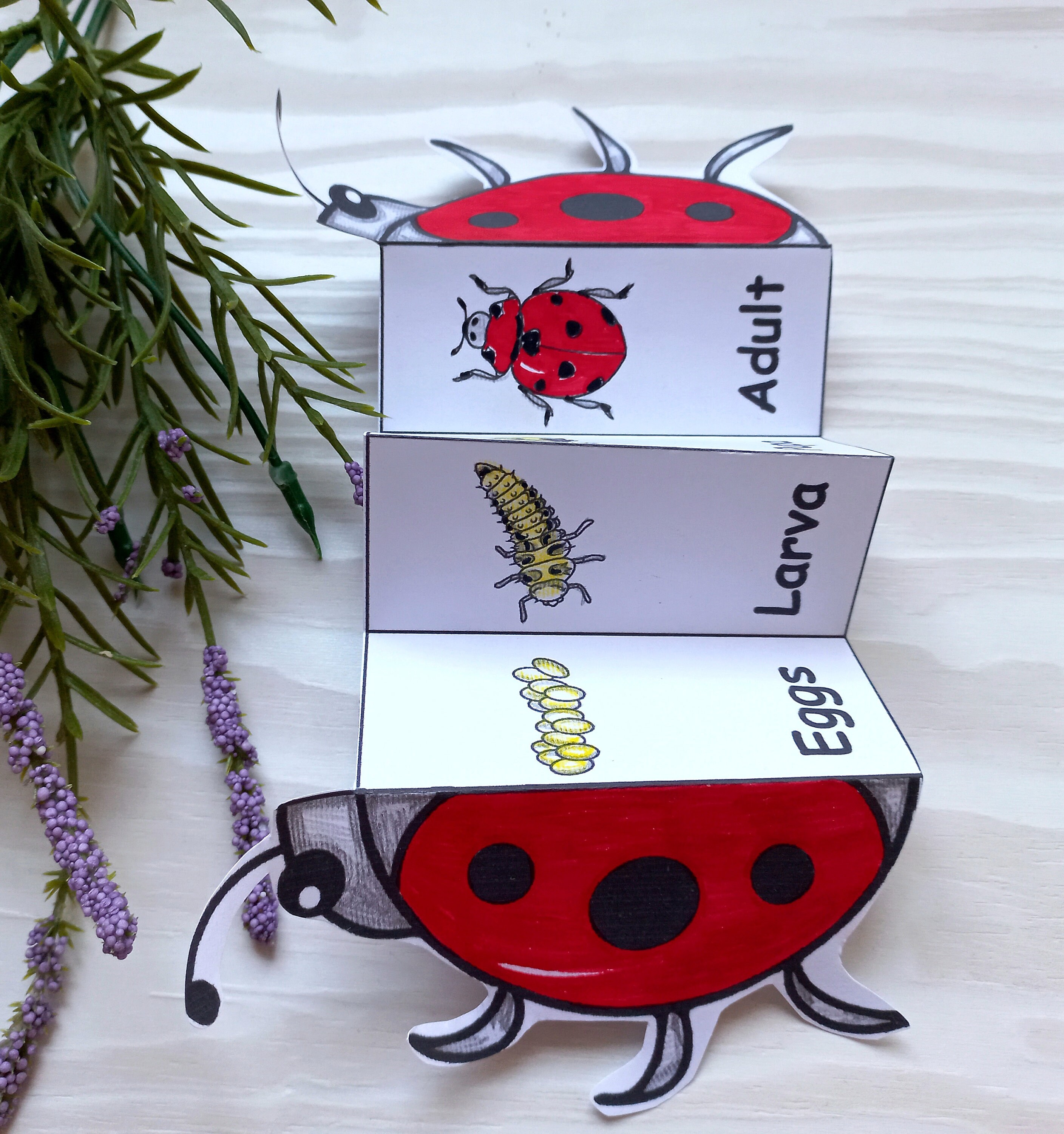 Ladybug Life Cycle, Montessori Material, Educational Toy Biology ...