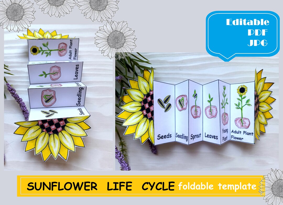 Sunflower Life Cycle, Montessori Cards, Digital Download Foldable Life ...