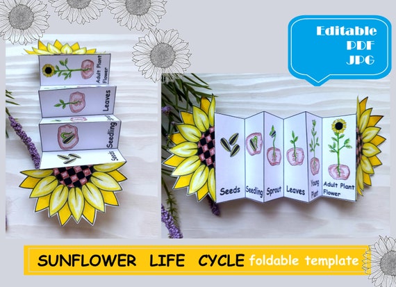 Sunflower Life Cycle Montessori Cards Digital Download - Etsy