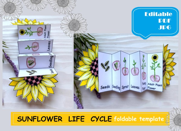 Life Cycle of a Watermelon Plant Foldable Kids' Craft A4 - Etsy Canada