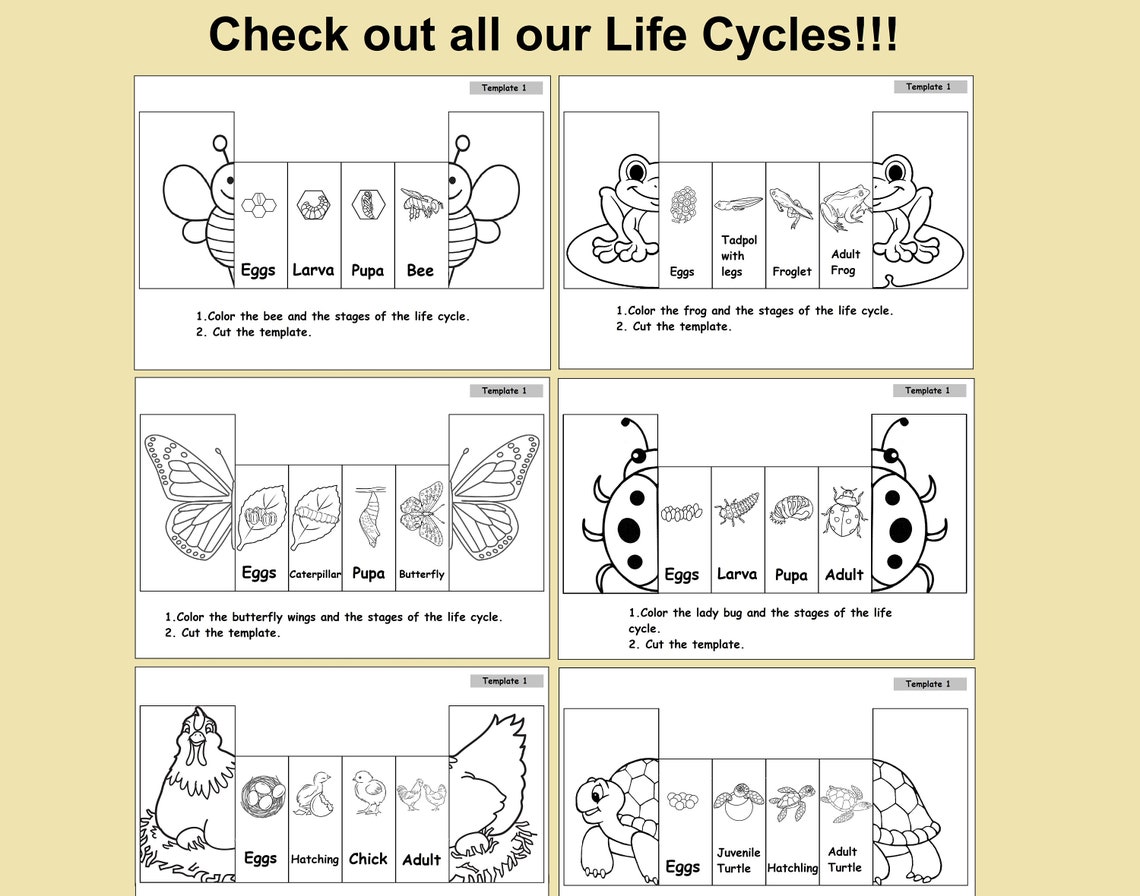 Chicken Life Cycle Foldable Kids Craft Montessori Digital - Etsy