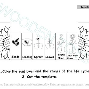 Sunflower Life Cycle, Montessori Cards, Digital Download Foldable Life ...