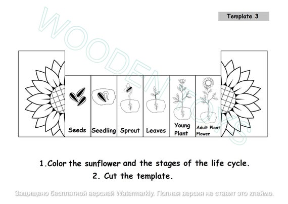 Ciclo De Vida Del Girasol Para Niños