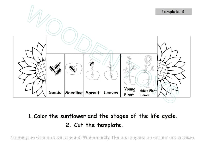 Sunflower Life Cycle Montessori Cards Digital Download - Etsy