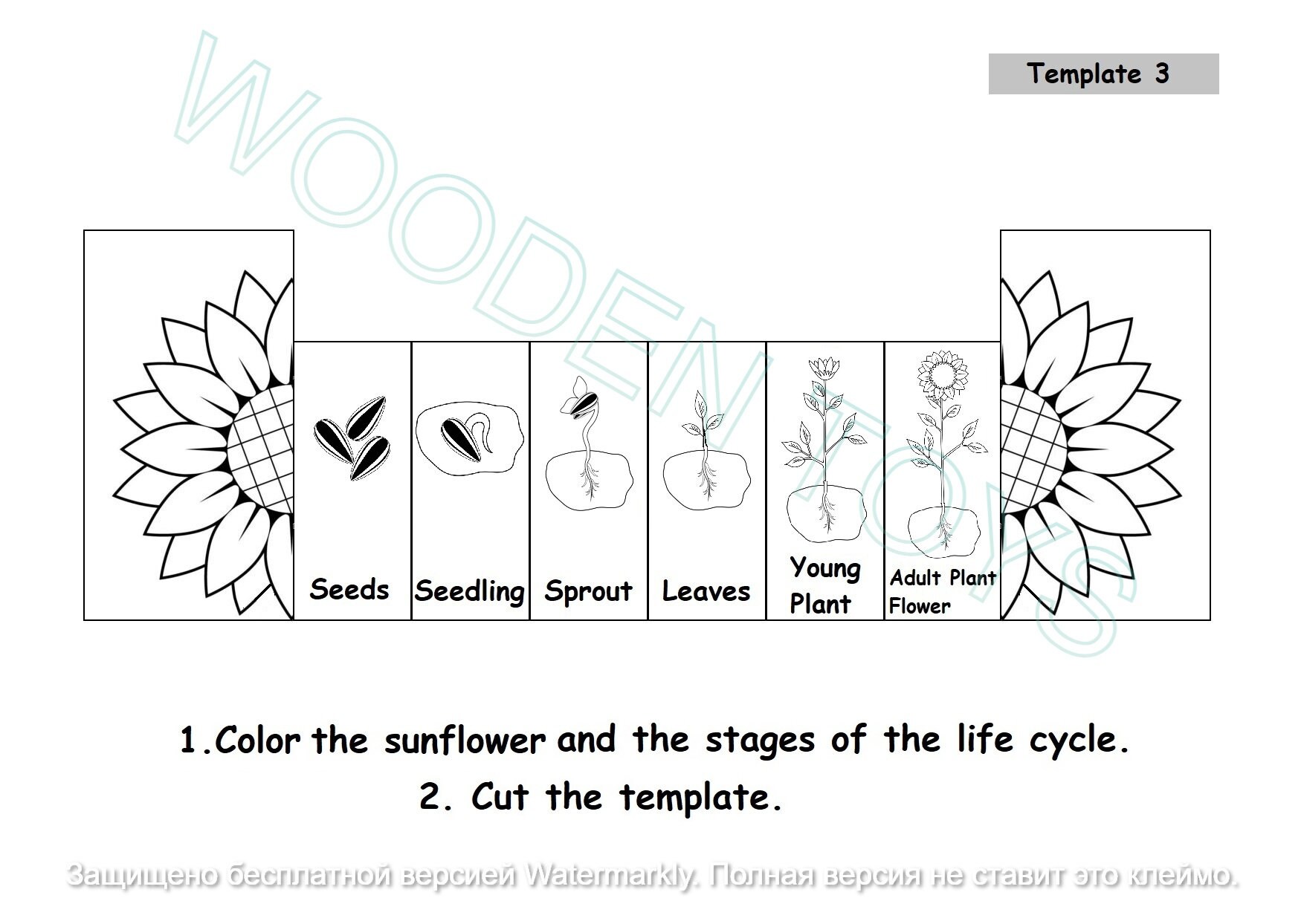 Sunflower Life Cycle Montessori Cards Digital Download - Etsy