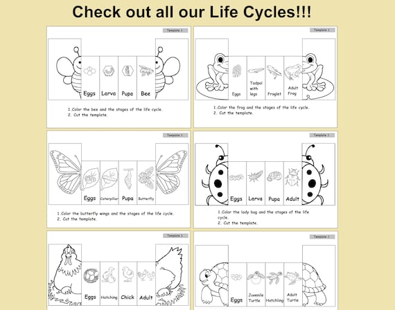 Foldables Ciclo Vital De Los Animales Ciclo De Vida Animales Ciclo