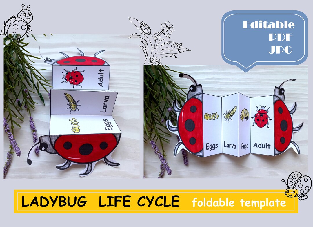 Ladybug Life Cycle, Montessori Material, Educational Toy Biology ...