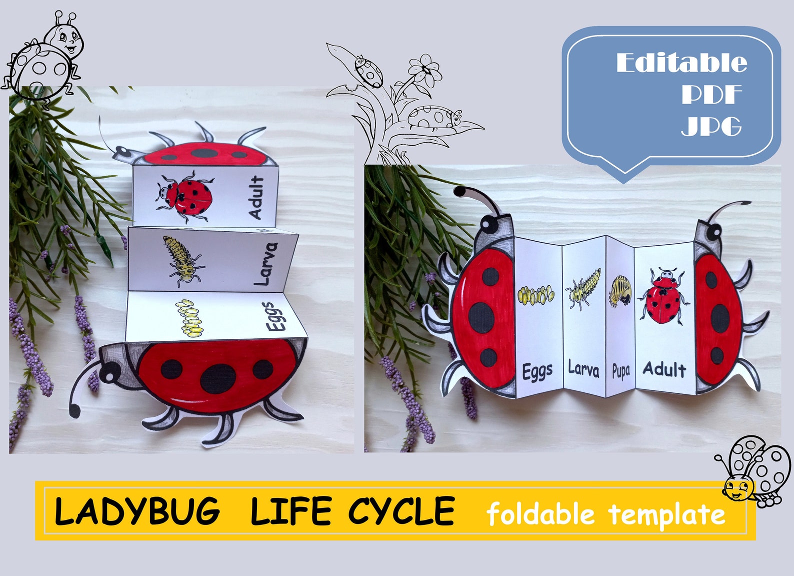 Ladybug Life Cycle, Montessori Material, Educational Toy Biology ...