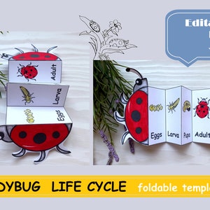 Ladybug Life Cycle, Montessori Material, Educational Toy Biology ...