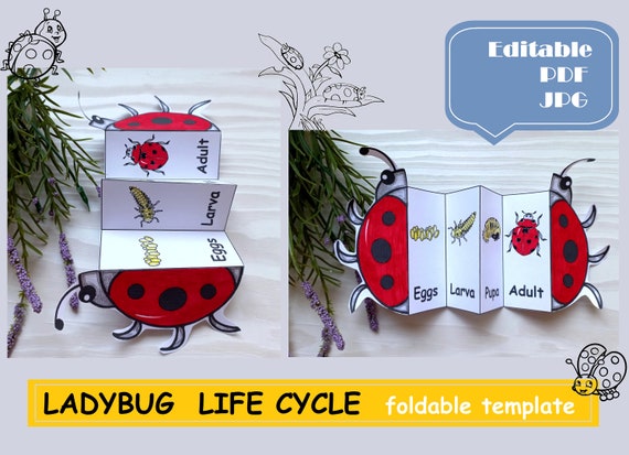 Ladybug Life Cycle Montessori Material Educational Toy - Etsy