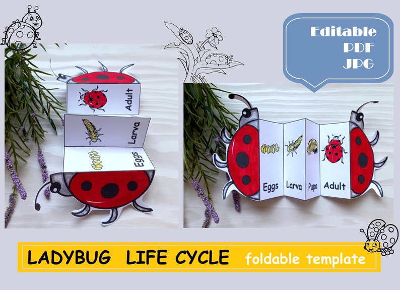 Ladybug Life Cycle Montessori Material Educational Toy - Etsy