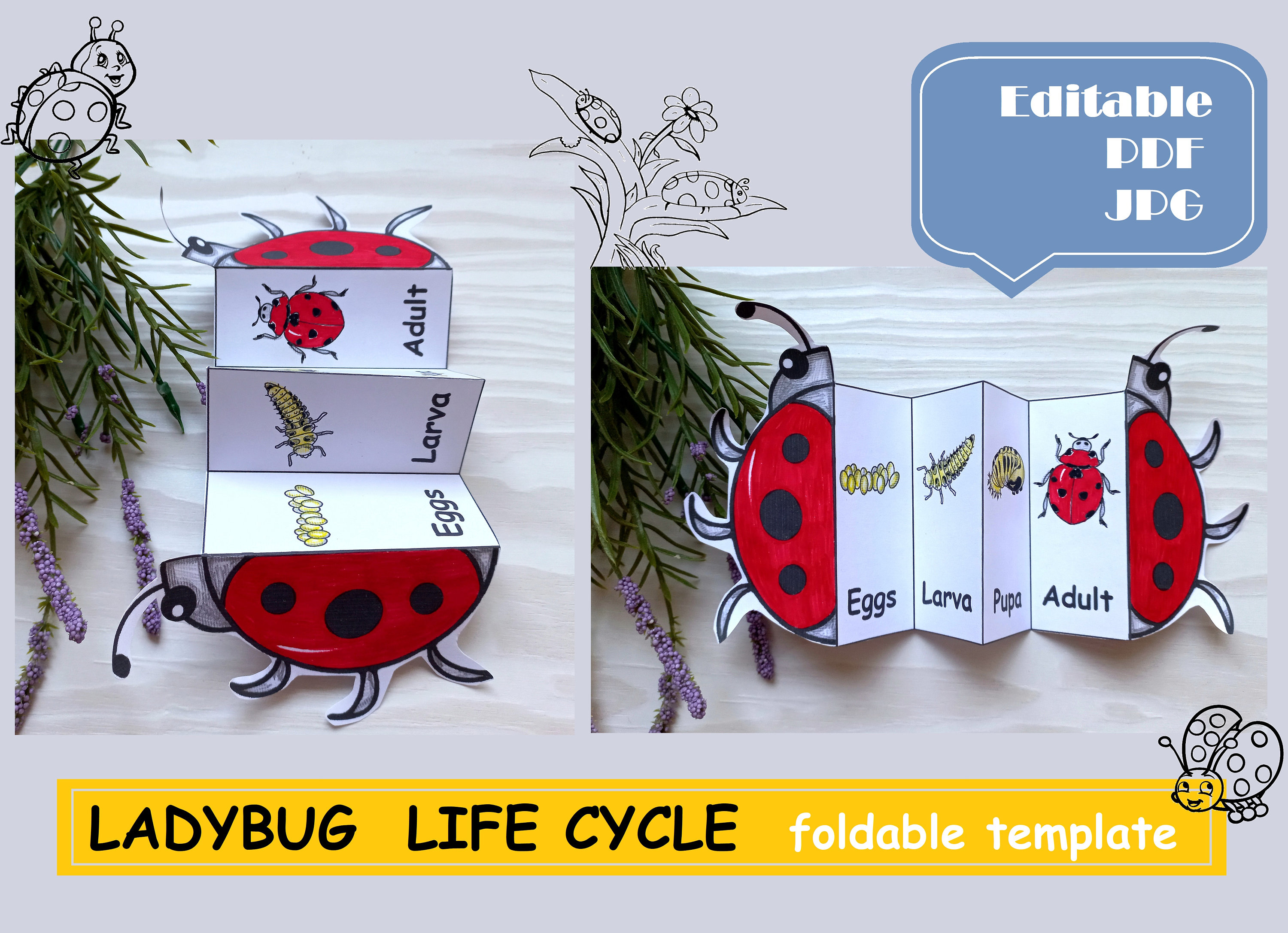 Ladybug Life Cycle Craft