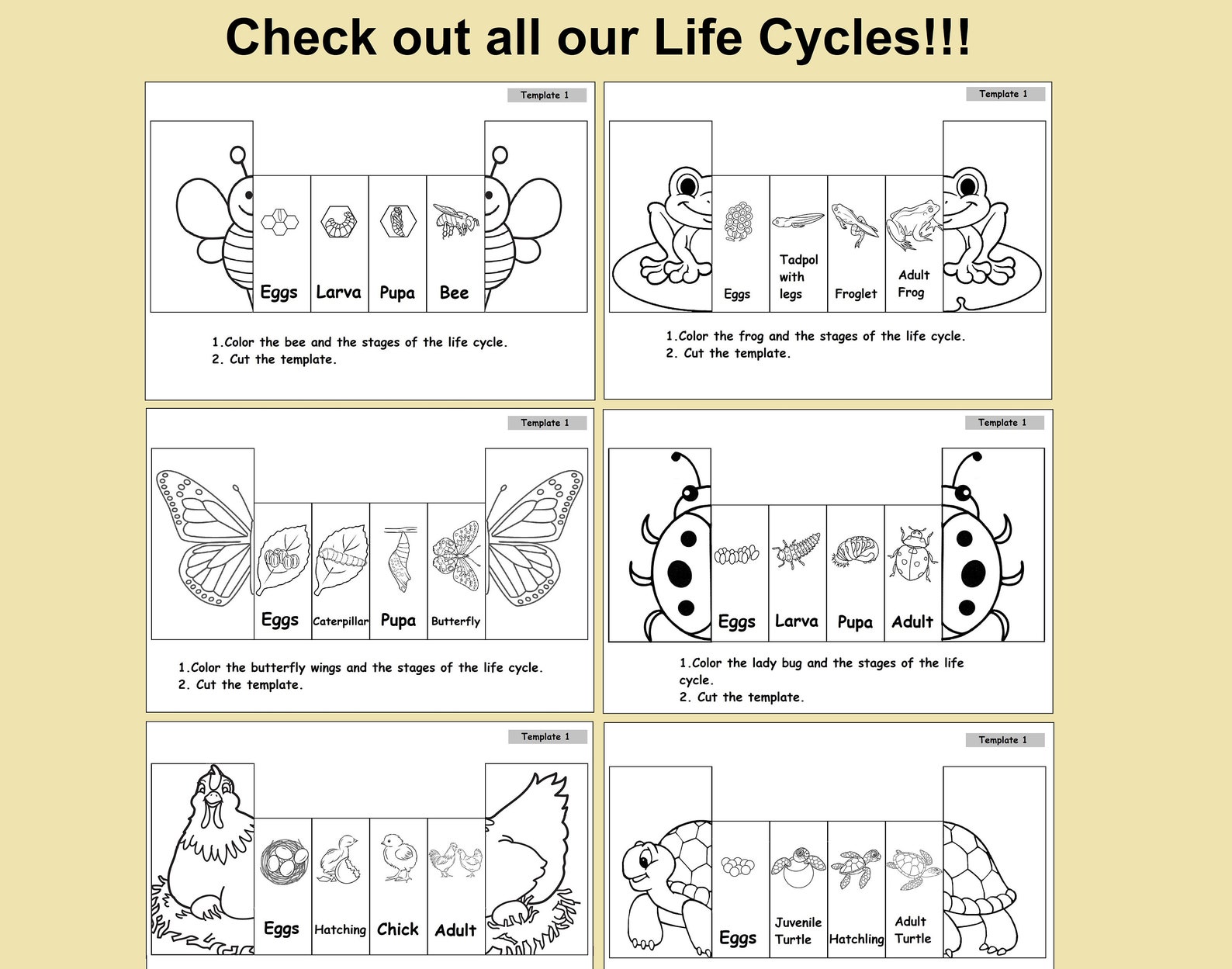 Bee Life Cycle Printable Foldable Bee Life Cycle Montessori - Etsy
