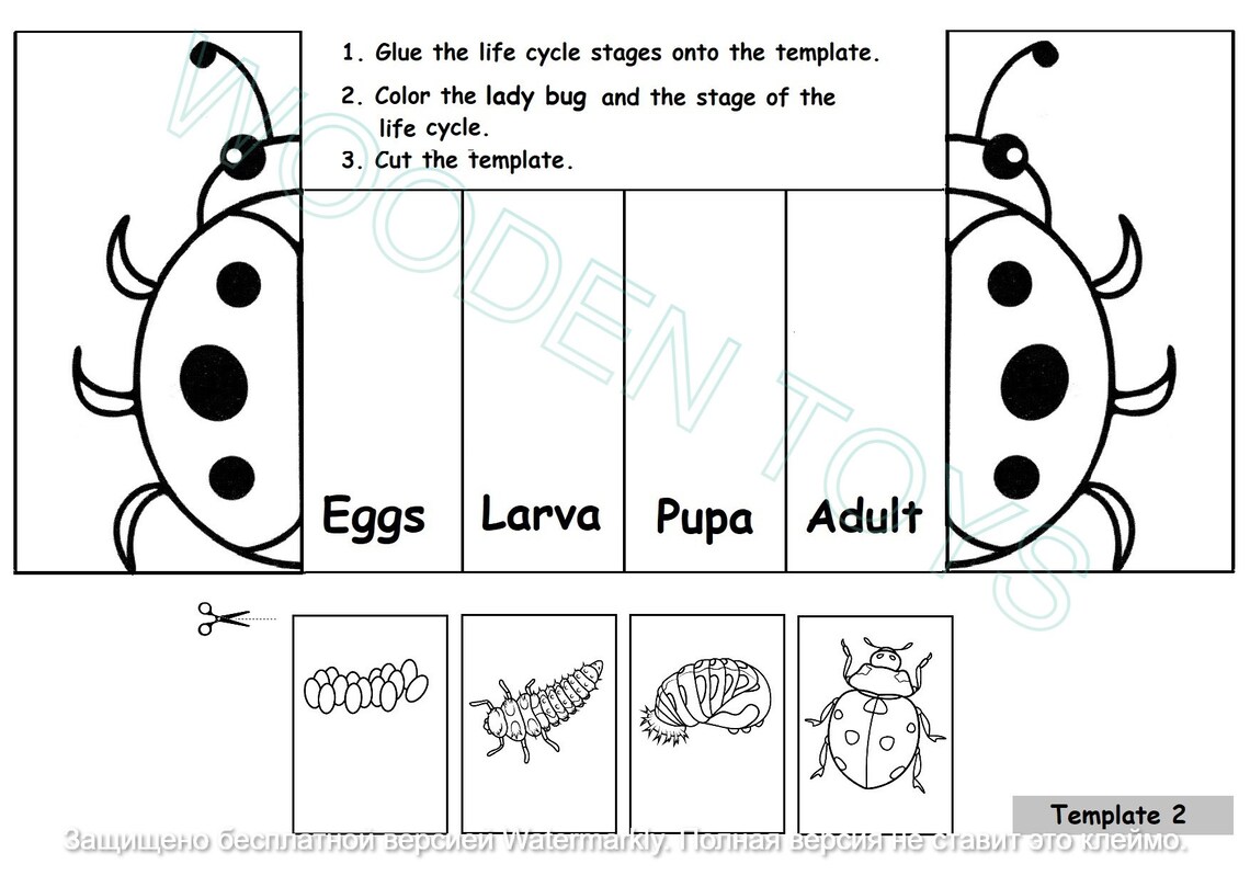 Ladybug Life Cycle Montessori Material Educational Toy - Etsy