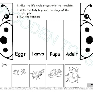 Ladybug Life Cycle, Montessori Material, Educational Toy Biology ...