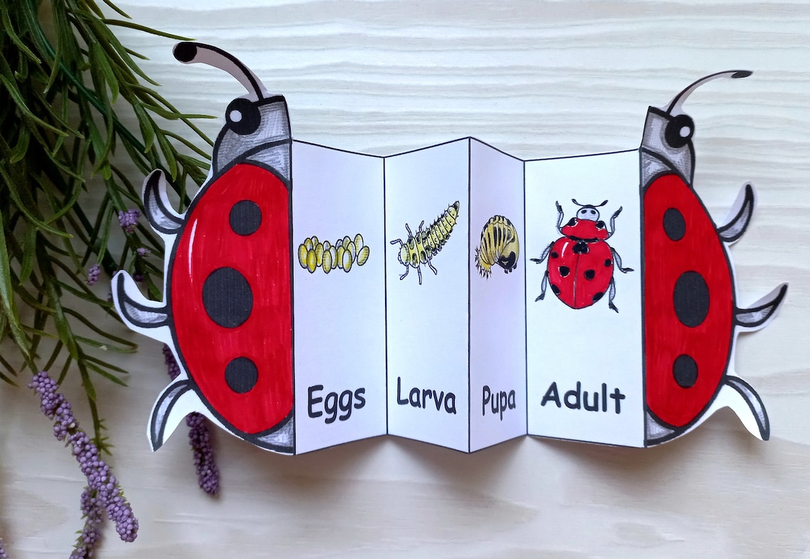 Ladybug Life Cycle Montessori Material Educational Toy - Etsy