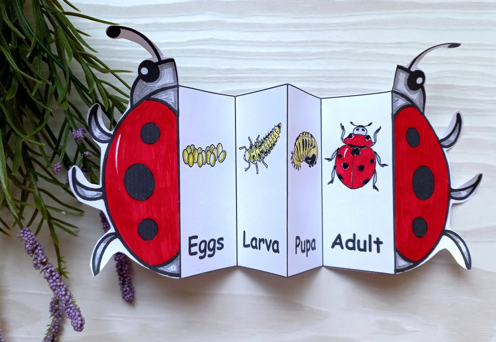 Ladybug Life Cycle, Montessori Material, Educational Toy Biology ...