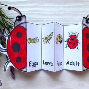 Ladybug Life Cycle, Montessori Material, Educational Toy Biology ...