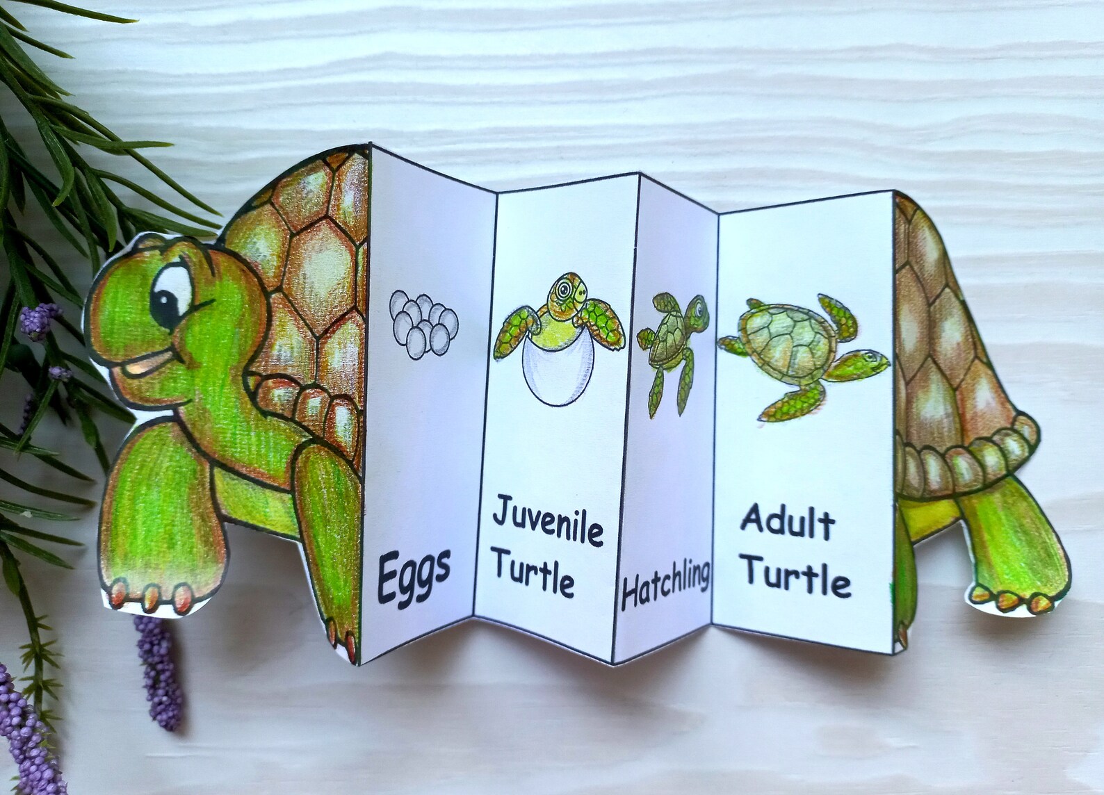 Turtle Life Cycle Montessori Cards Digital Download Print - Etsy