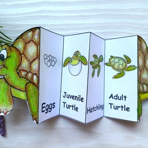 Turtle Life Cycle, Montessori Cards, Digital Download Print Learning ...