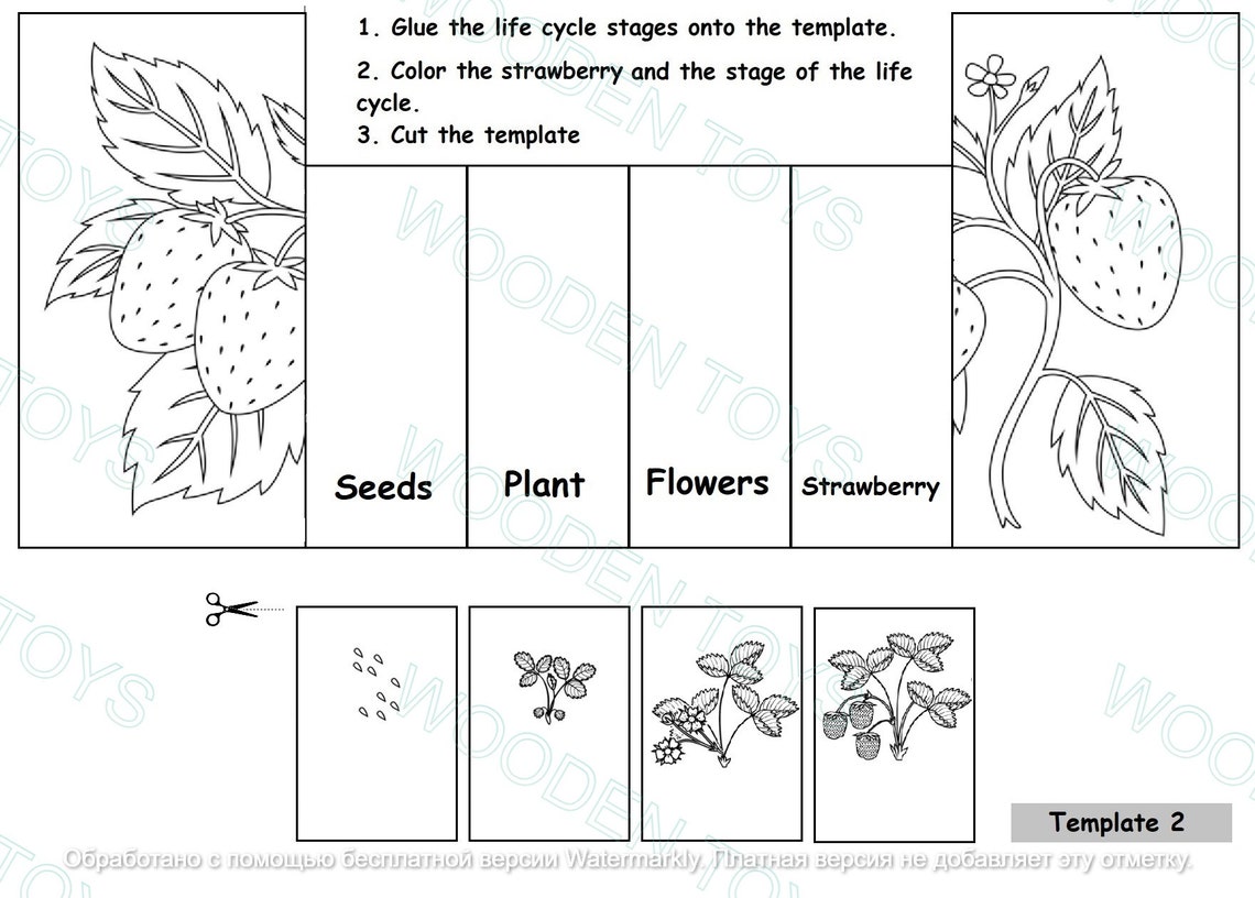 Strawberry Life Cycle Montessori Digital Montessori Busy Book - Etsy