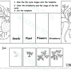 Strawberry Life Cycle, Montessori Digital Montessori Busy Book Activity ...