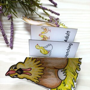 Chicken Life Cycle, Foldable Kids Craft, Montessori Digital Download ...
