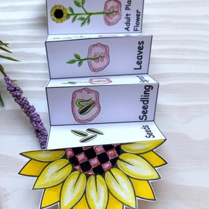 Sunflower Life Cycle, Montessori Cards, Digital Download Foldable Life ...