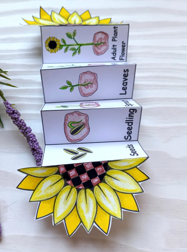 Sunflower Life Cycle, Montessori Cards, Digital Download Foldable Life ...