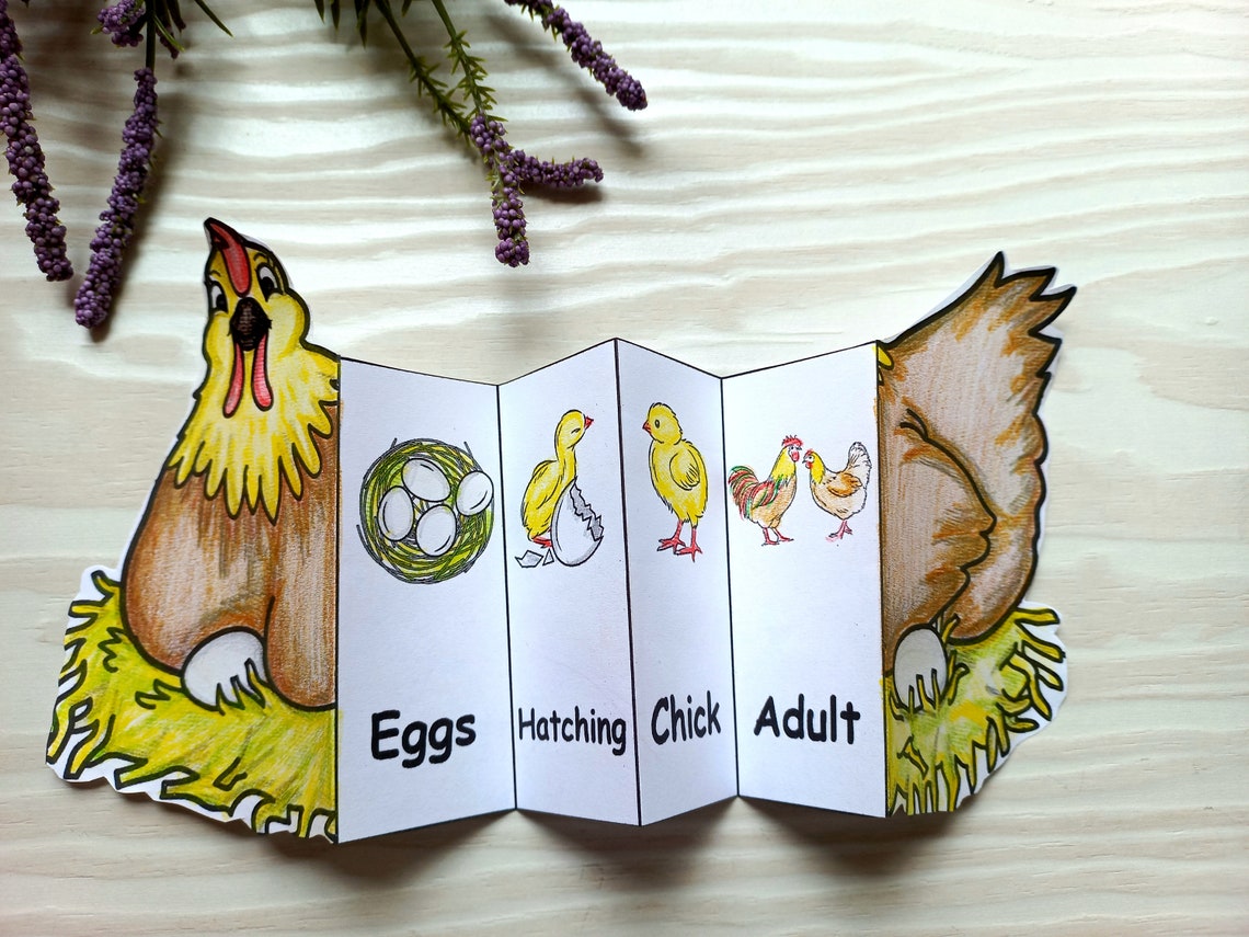 Chicken Life Cycle Foldable Kids Craft Montessori Digital - Etsy