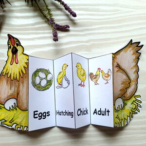 Chicken Life Cycle, Foldable Kids Craft, Montessori Digital Download ...
