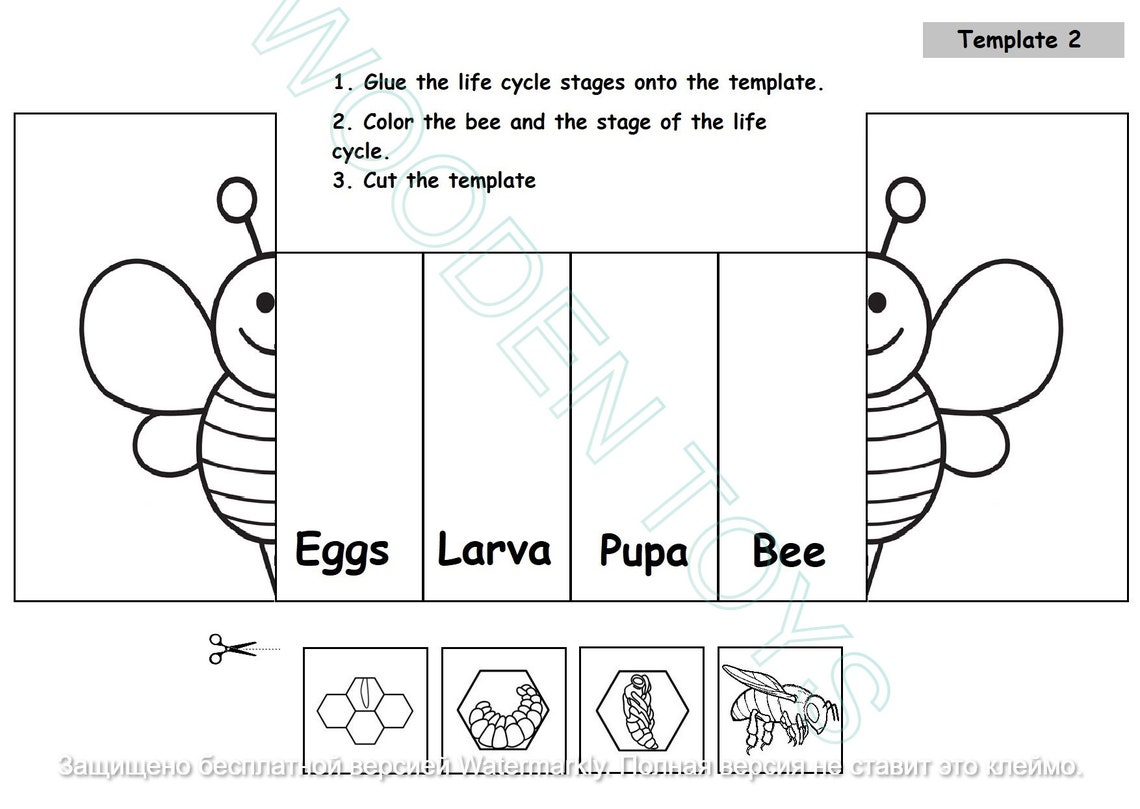 Bee Life Cycle Printable Foldable Bee Life Cycle Montessori - Etsy