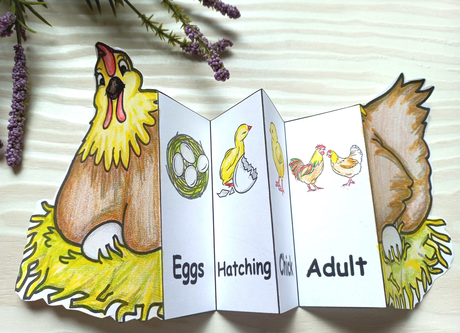 Chicken Life Cycle Foldable Kids Craft Montessori Digital - Etsy